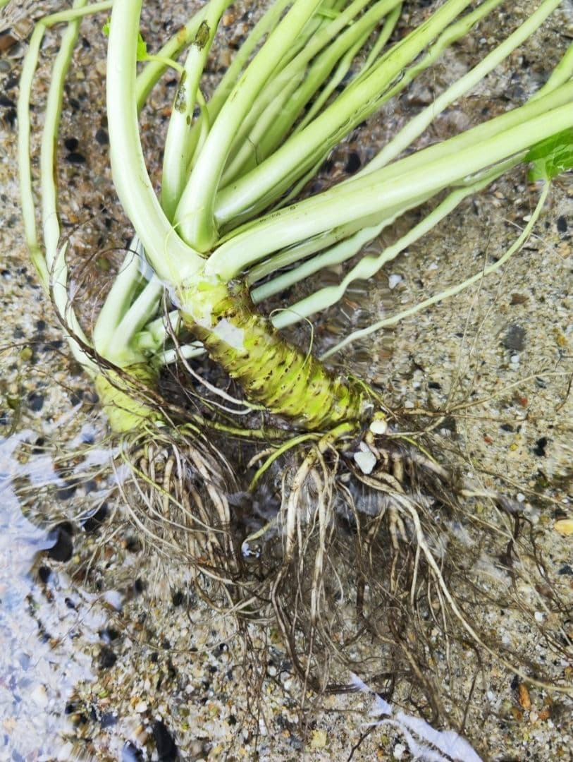 安曇野産 生わさび 1kg 生わさび 沢ワサビ 茎付きわさび