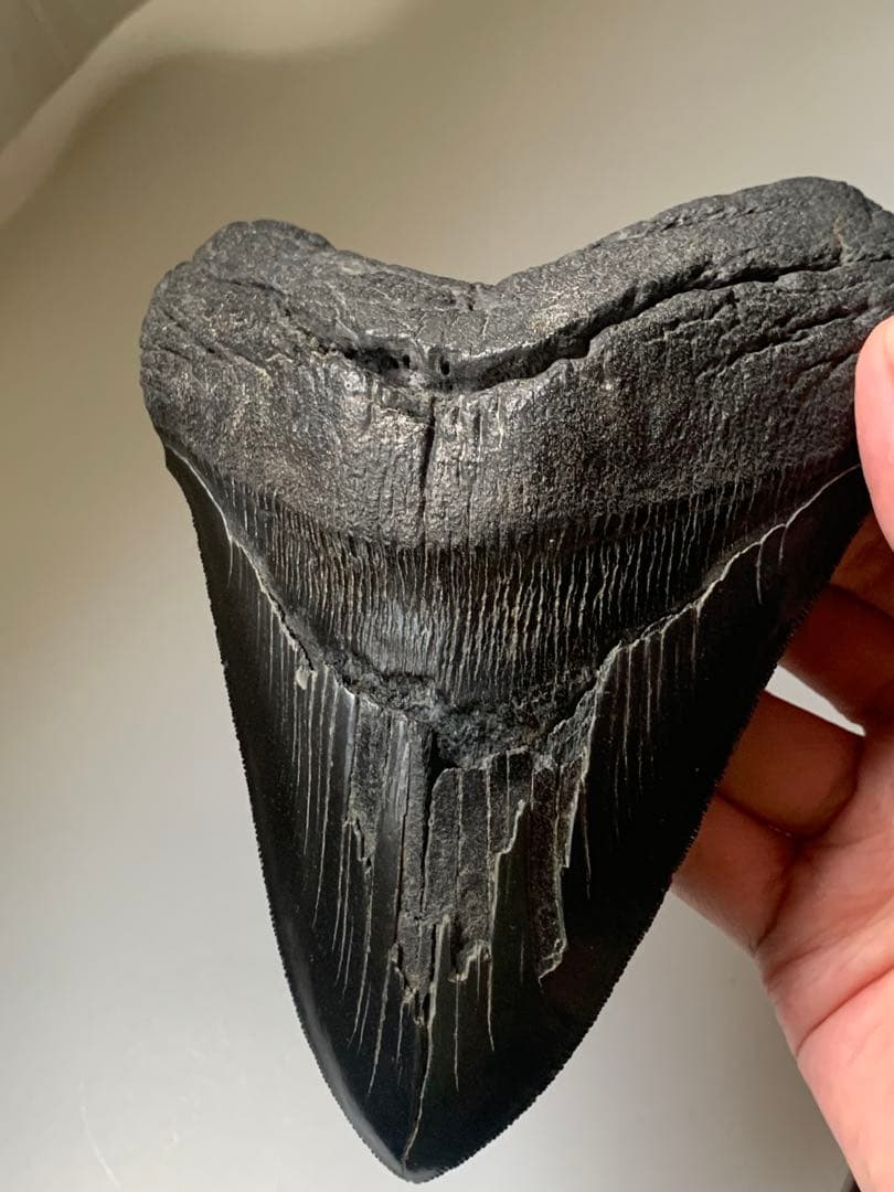 最大級　メガロドン　化石　サメの歯　463g　隕石　恐竜　爪　牙　三葉虫　骨