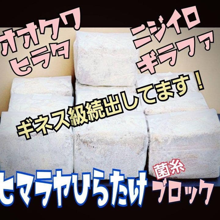 極上！ヒマラヤひらたけ菌糸ブロック【10個】初菌のみ使用！国産オオクワ85実績