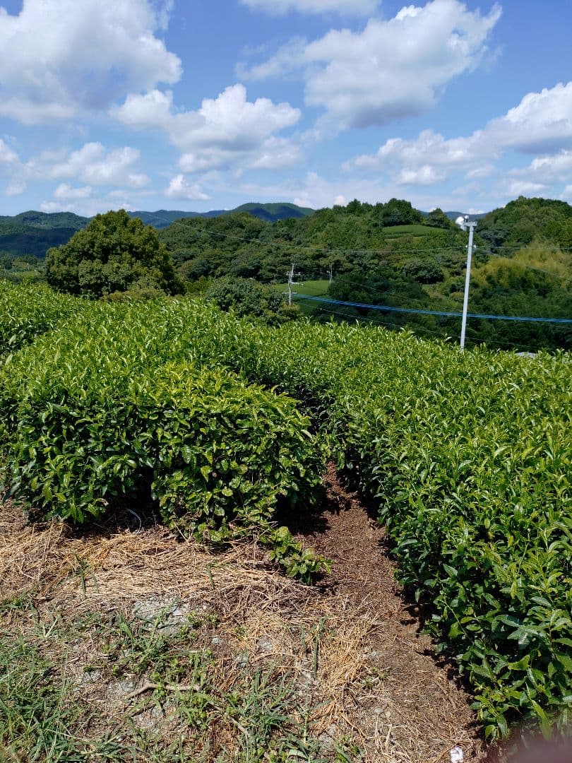 連休値下げ！高級抹茶 五十鈴 青嵐 2缶セット