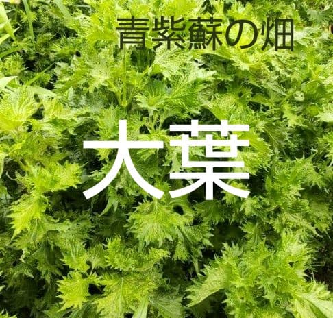 乾燥葉 乾燥野菜 ◎セミオーダーページ◎ ウサギ ハムスター リクガメ 他
