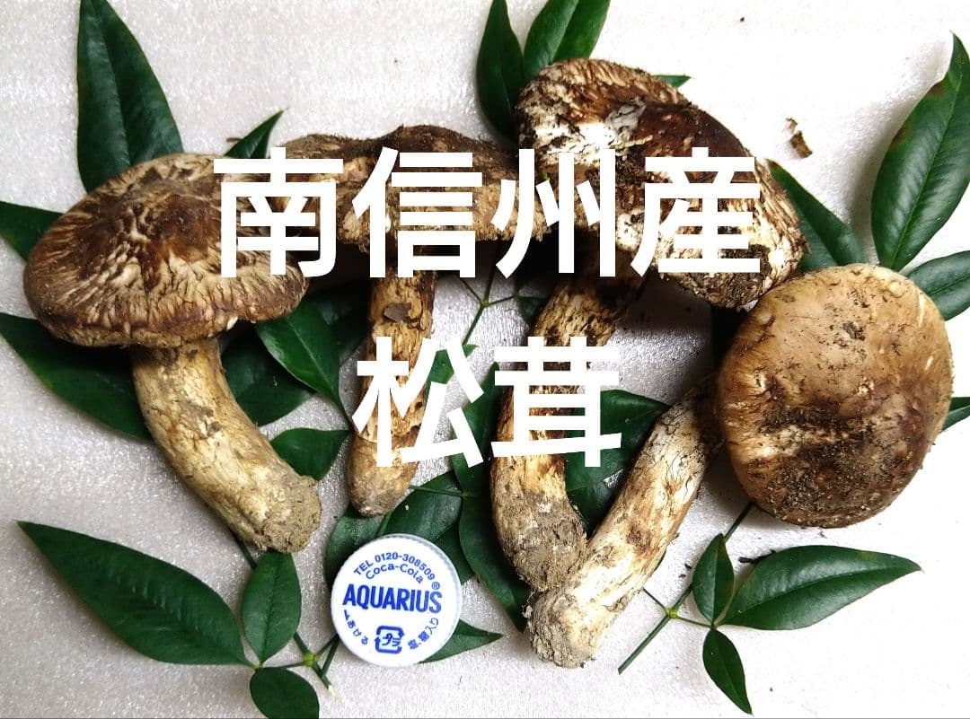 31.南信州産松茸約150g（パック込み）