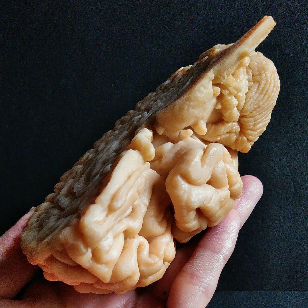 脳　Brain　精密モデル　模型　約14cm　右脳