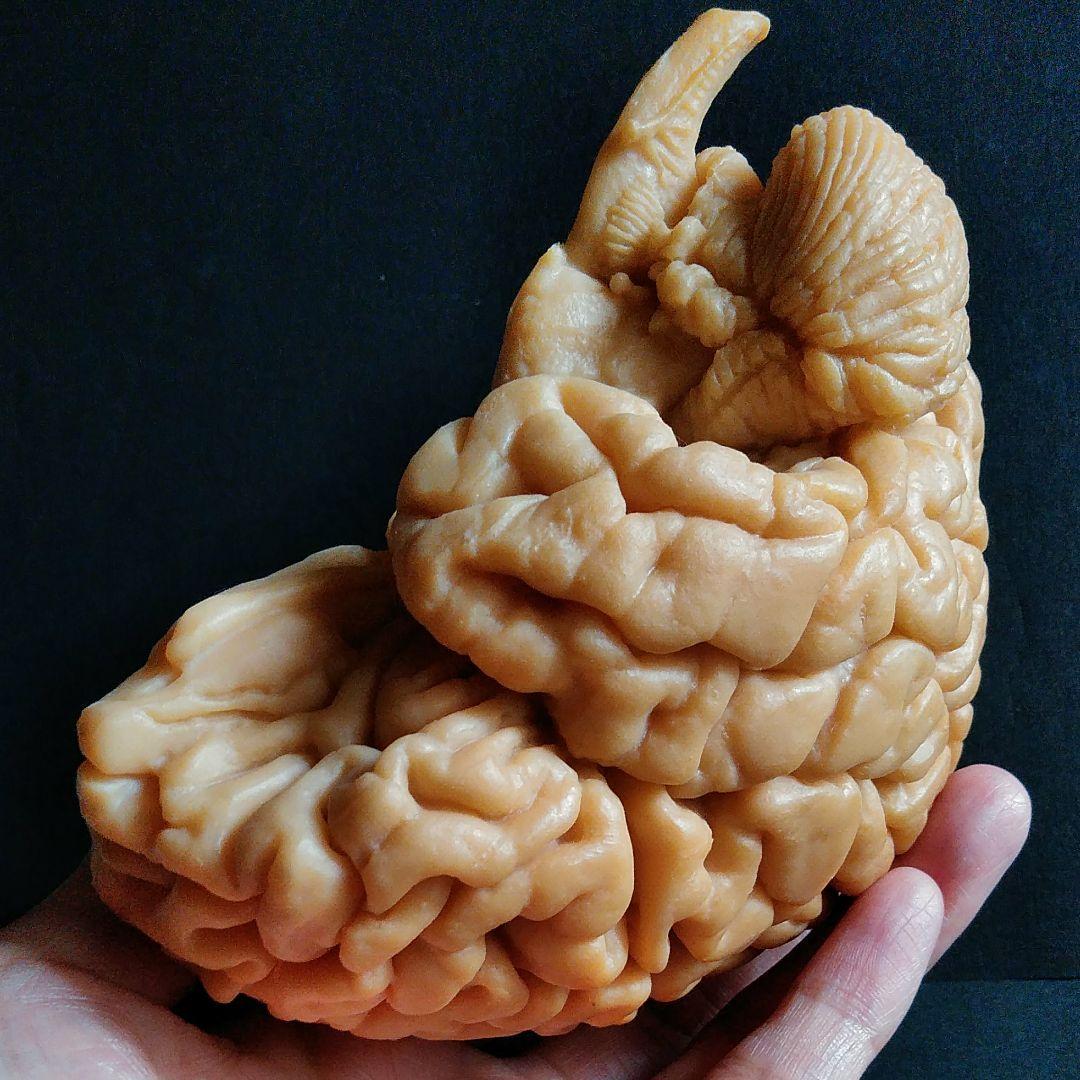 脳　Brain　精密モデル　模型　約14cm　右脳