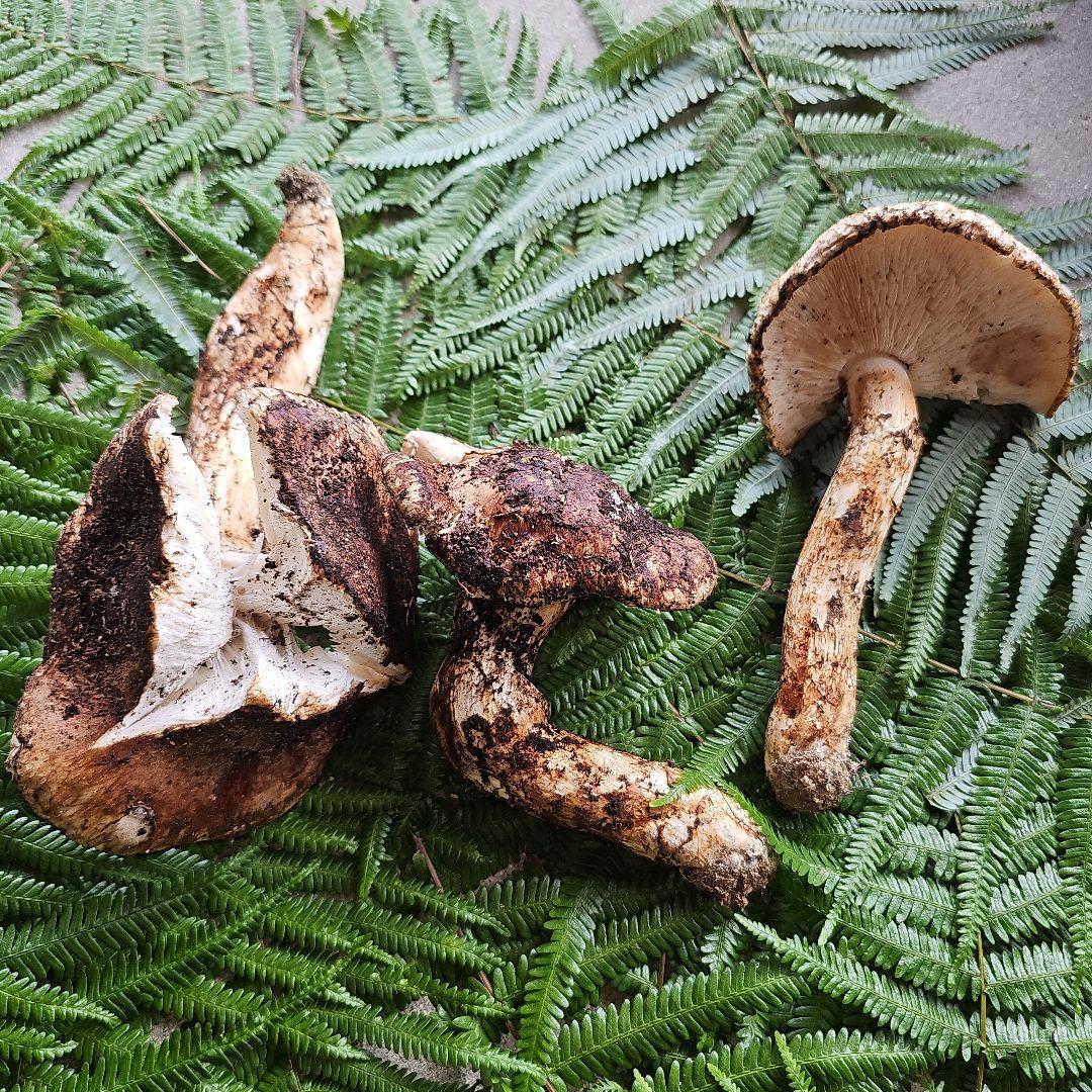 広島県産 松茸 316g