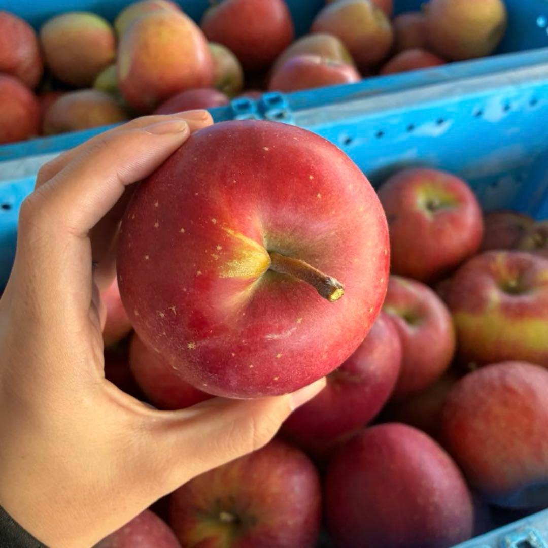 1番大特価‼️長野県産シナノスイート新鮮りんご♪家庭用新鮮採れたて！安くて甘い