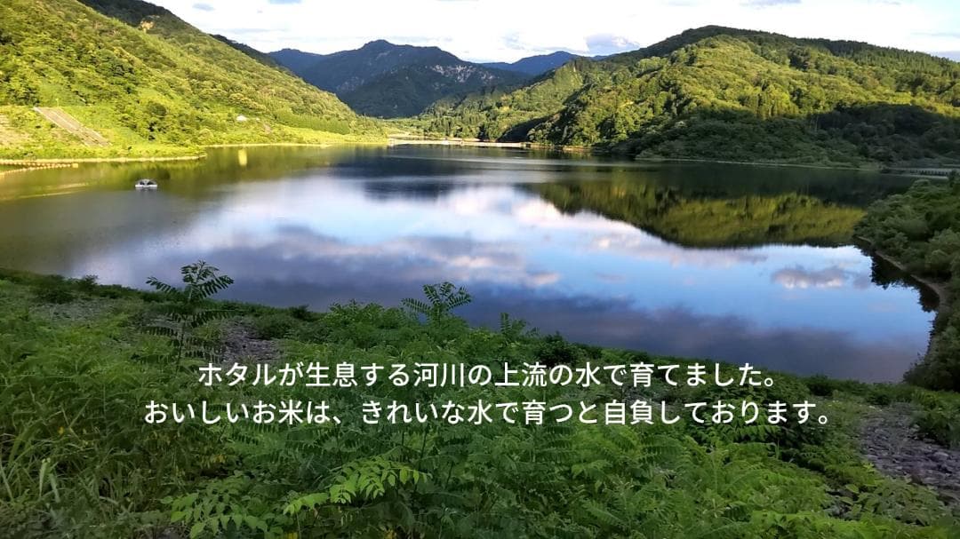 令和７年新潟産コシヒカリ　玄米20Kg 色選ずみ