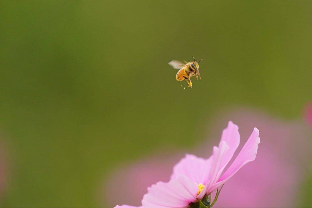 はちみつ　日本蜜蜂のハチミツ　花粉入り蜂蜜