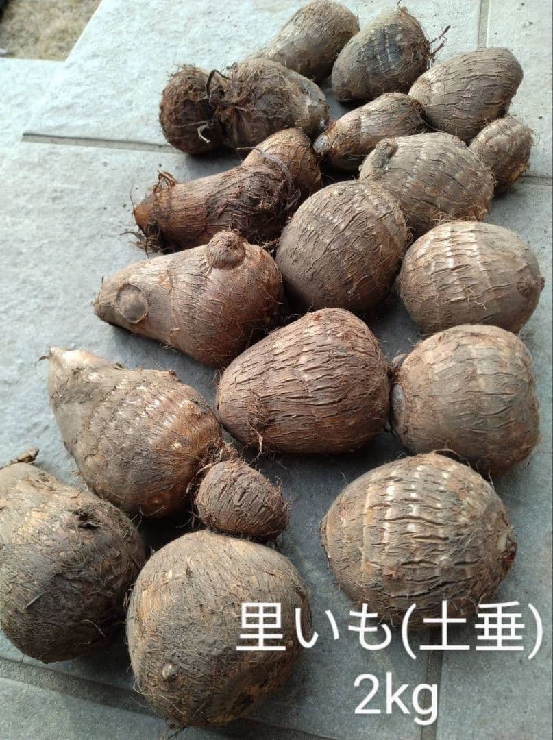 氏家悟様！里芋(土垂)種芋用約10kg