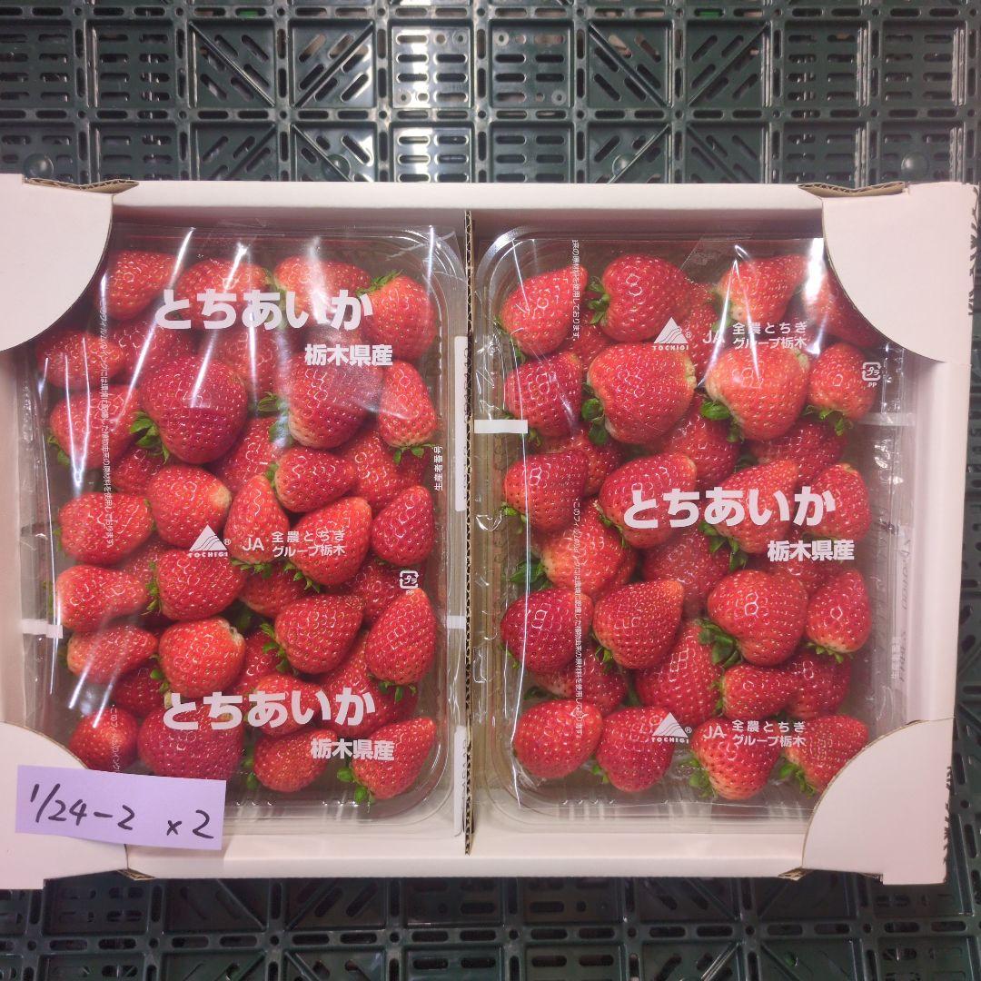 栃木県産いちご　とちあいか　規格外約1.4kgx4箱　1/24-2.4