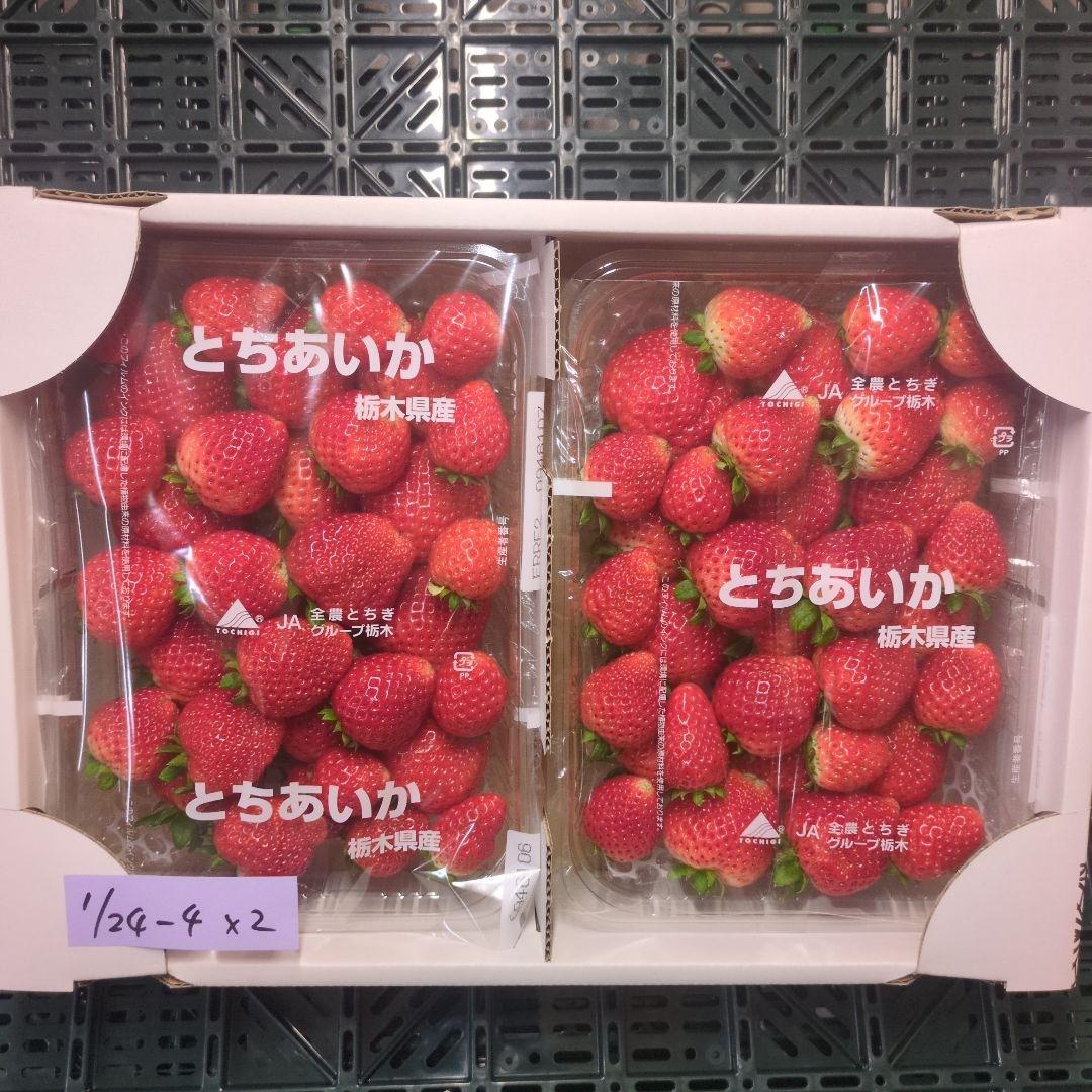 栃木県産いちご　とちあいか　規格外約1.4kgx4箱　1/24-2.4