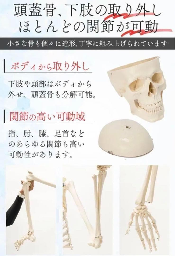 R1743等身大 人体模型 170cm神経根有り全身骨格模型 骨格標本 骸骨模型