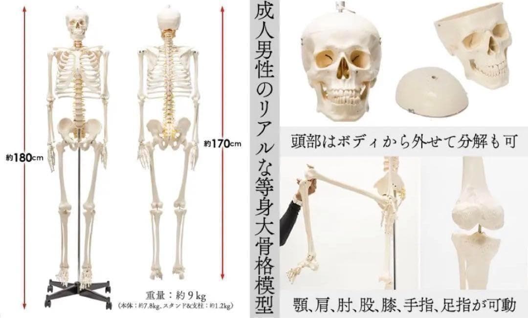 R1743等身大 人体模型 170cm神経根有り全身骨格模型 骨格標本 骸骨模型