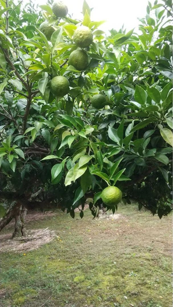 完全無農薬　青ゆず　青柚子　箱込み10kgちょっと入ります！