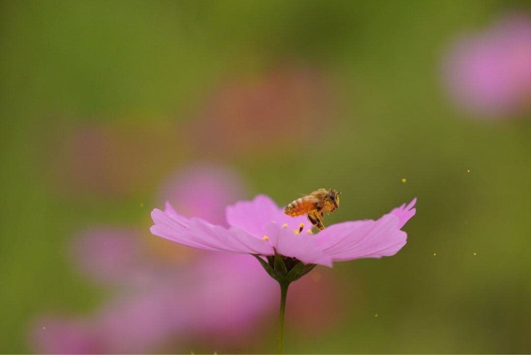 はちみつ　日本蜜蜂のハチミツ　奥山の蜂蜜　花粉入り　谷違い巣箱違いの２種