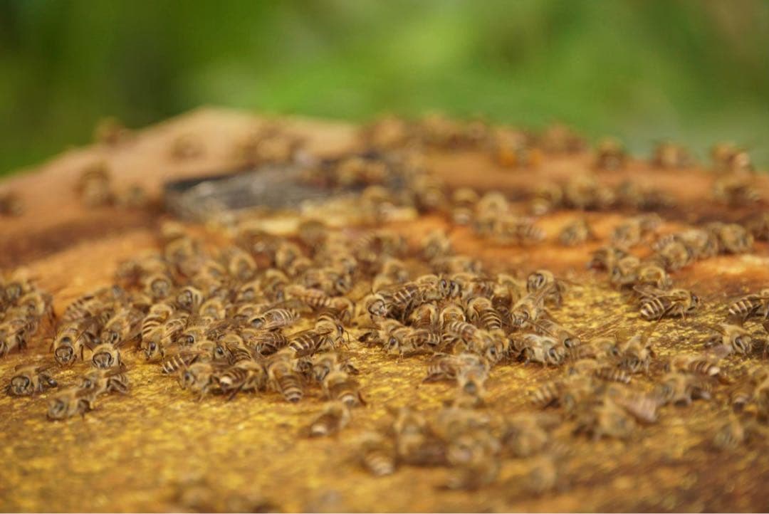 はちみつ　日本蜜蜂のハチミツ　奥山の蜂蜜　花粉入り　谷違い巣箱違いの２種