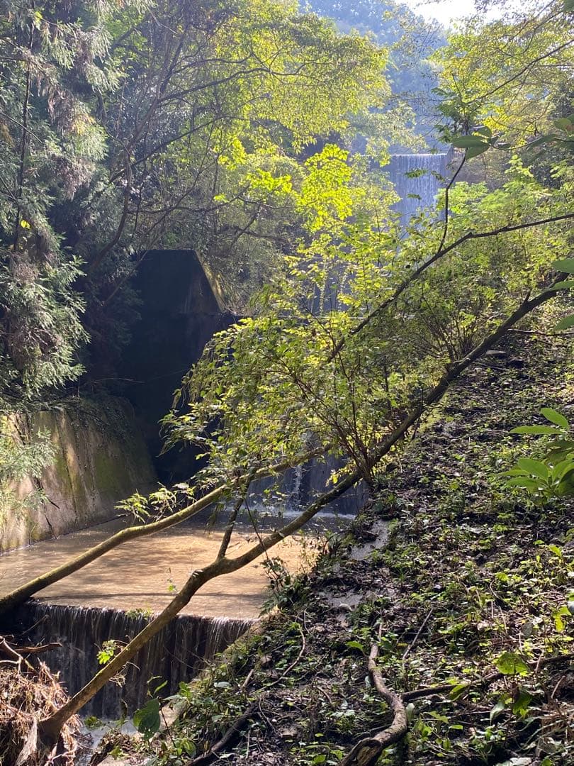 はちみつ　日本蜜蜂のハチミツ　奥山の奥の蜂蜜　国産蜂蜜愛媛産
