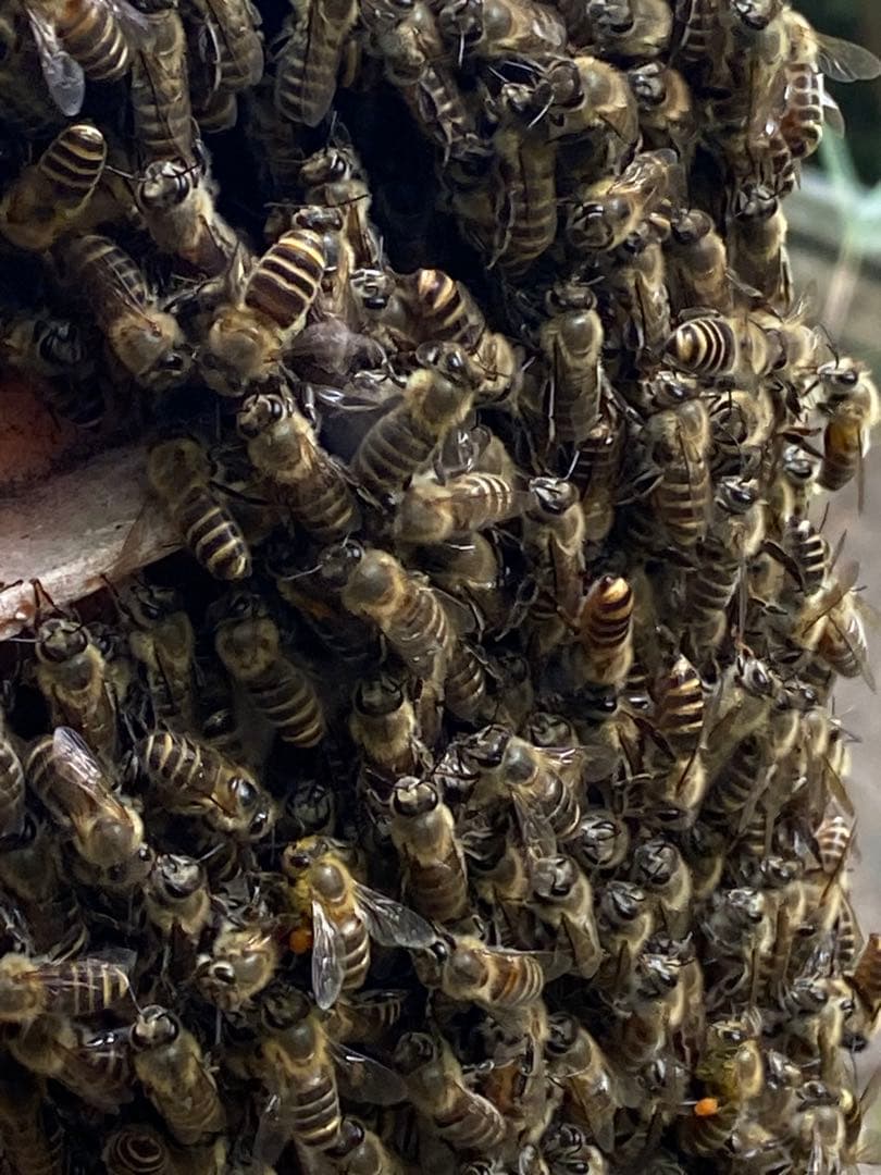 はちみつ　日本蜜蜂のハチミツ　奥山の奥の蜂蜜　国産蜂蜜愛媛産