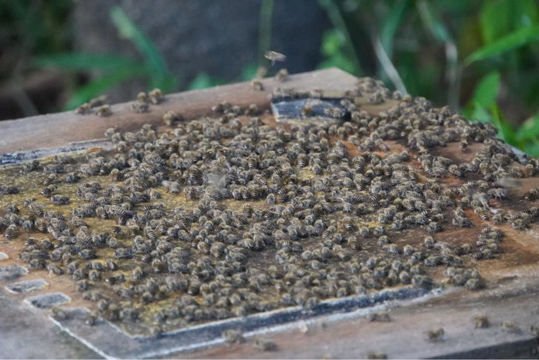 はちみつ　日本蜜蜂のハチミツ　奥山の奥の蜂蜜　国産蜂蜜愛媛産