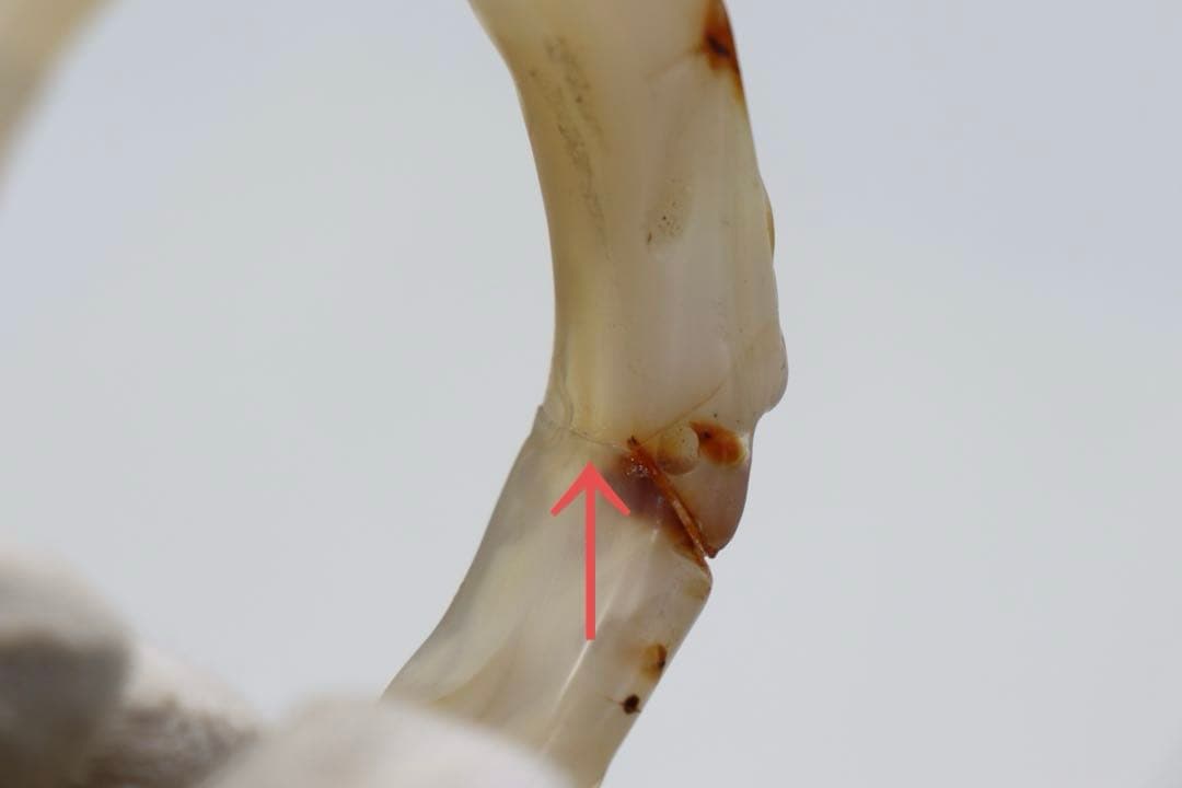 ※メノウ　竹節式ハングル　重さ92g 送料込み1217