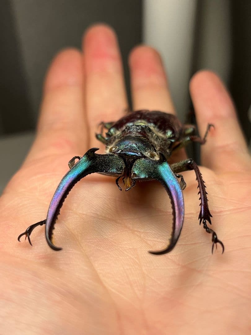 【顎MAZIORA】ギガンテウスシワバネクワガタ 昆虫標本 ニジイロクワガタ