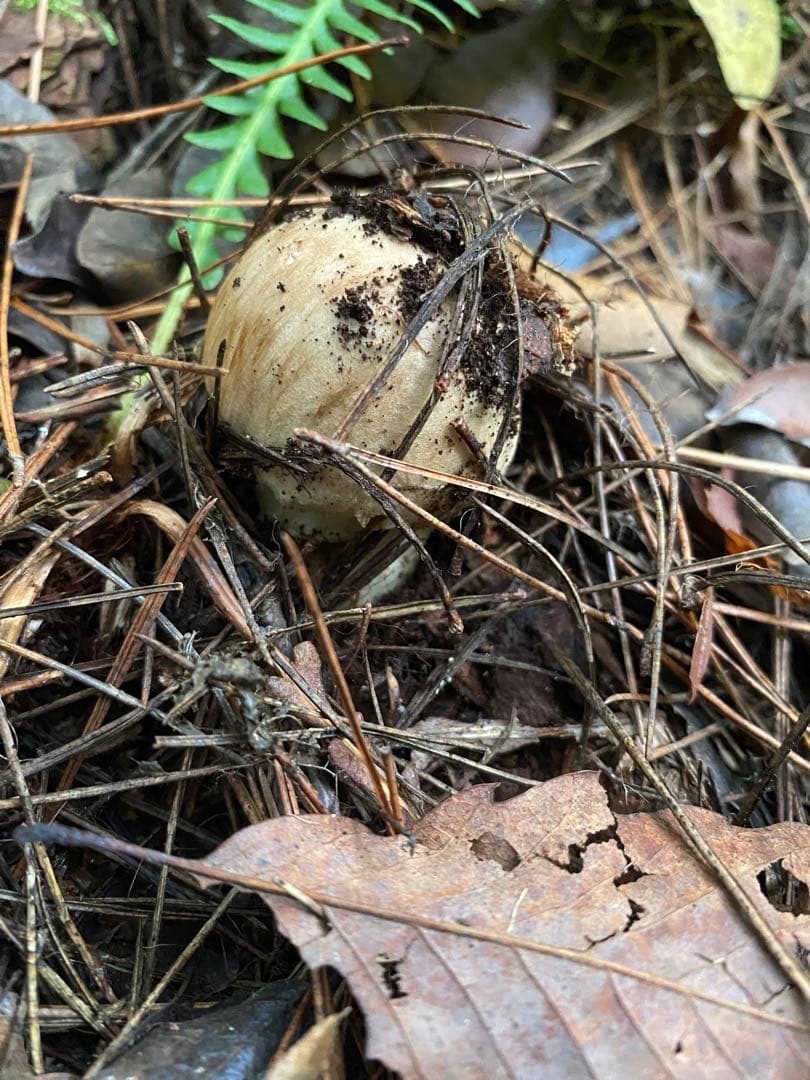 広島県産　松茸　10月16日AM採取　238g