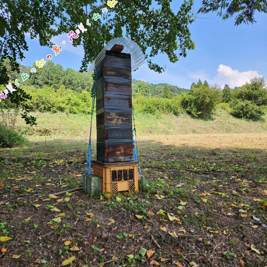 ビニーおまとめページ◇　日本蜜蜂　百花蜜　5.5㎏