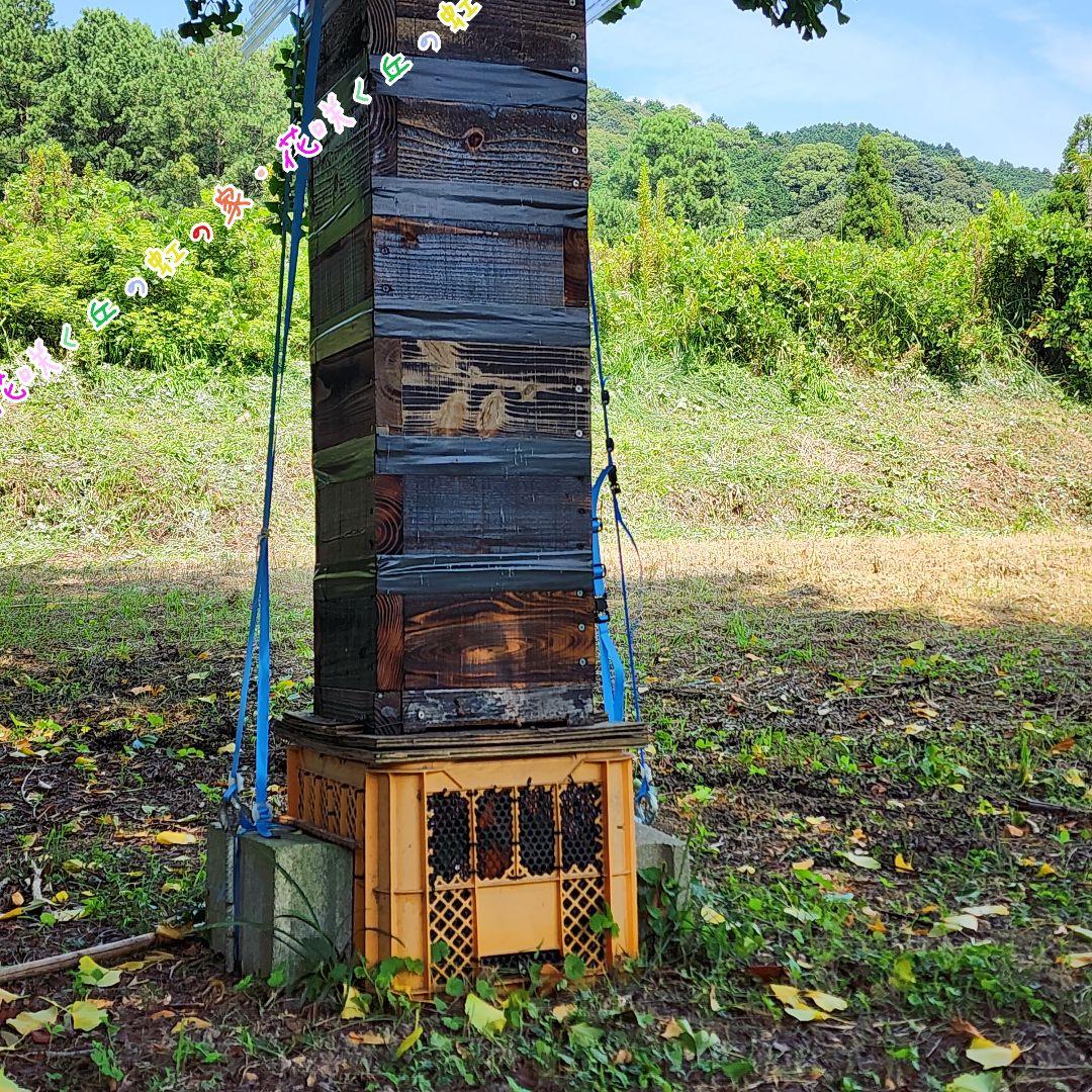 ビニーおまとめページ◇　日本蜜蜂　百花蜜　5.5㎏