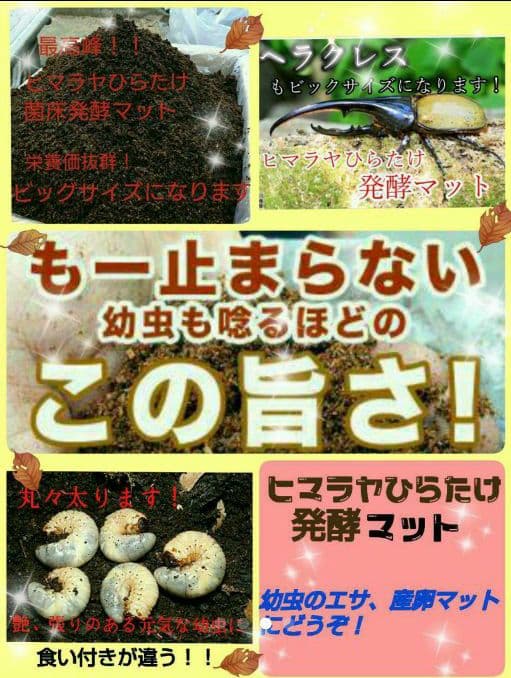 送料無料！40リットル　ヘラクレスも巨大化！ヒマラヤひらたけ発酵カブトムシマット