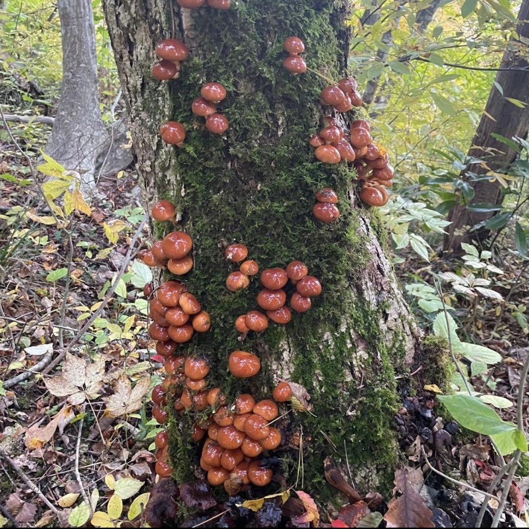 天然なめこ 新鮮 山形県産 きのこ 大自然の凛さん採取 その130