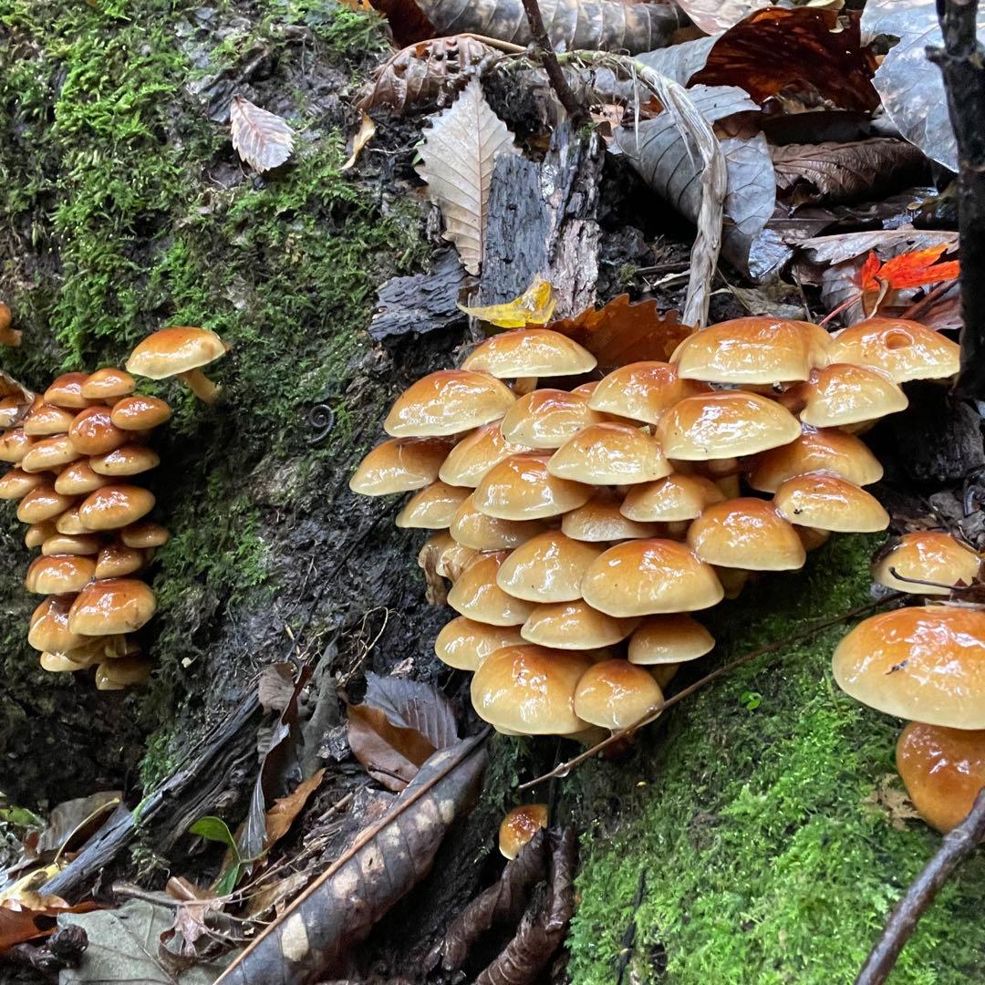 天然なめこ 新鮮 山形県産 きのこ 大自然の凛さん採取 その130