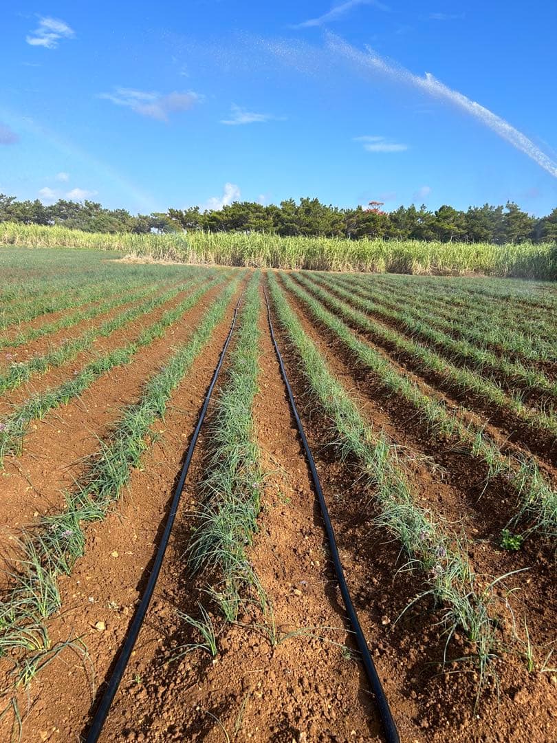 【3kg】　⭐︎新物⭐︎久米島の島らっきょう