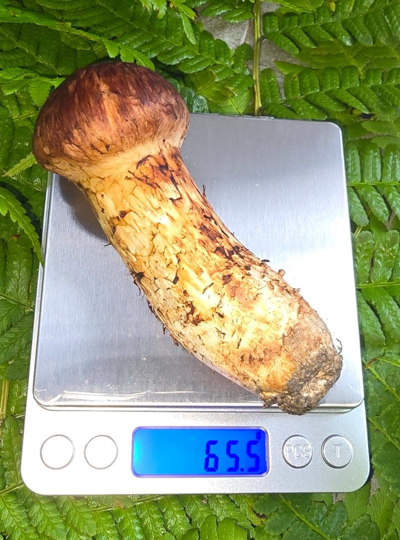 松茸 　302g　＋おまけ（写真7）49.8g　岩手県産