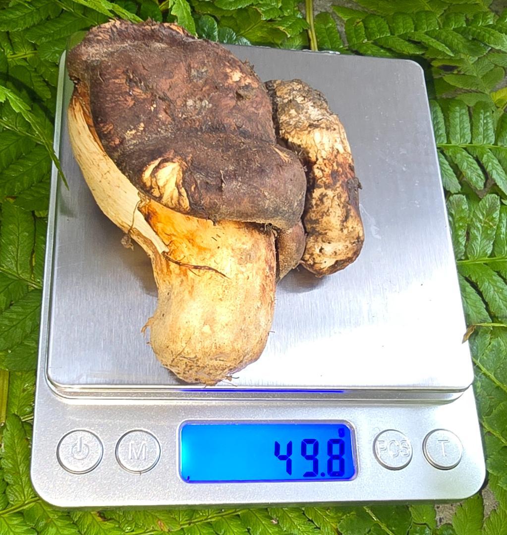 松茸 　302g　＋おまけ（写真7）49.8g　岩手県産