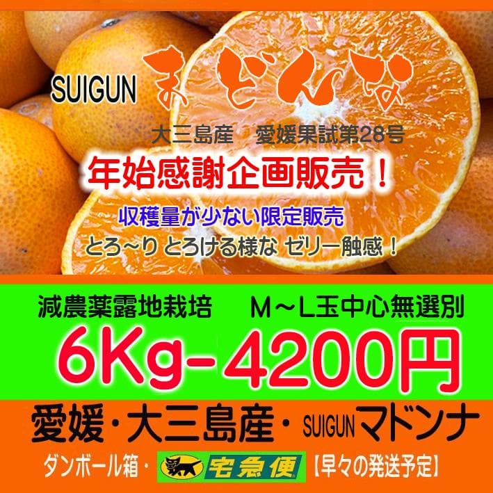 【YuYu】SUIGUNマドンナM～L玉6Kg＊２箱　【２箱縛りでの発送】