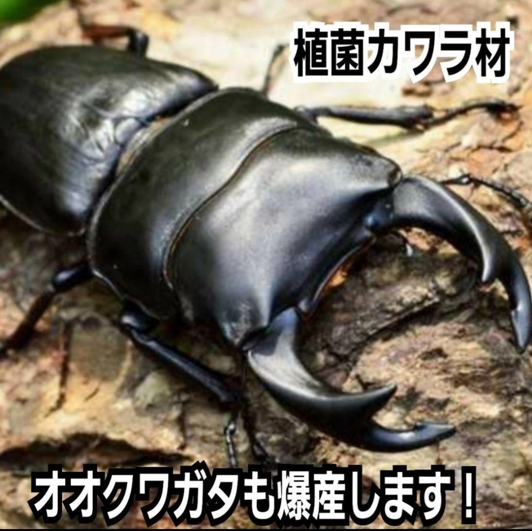6本セット！クワガタの産卵木はコレが最強！　カワラ植菌材【特大Lサイズ】
