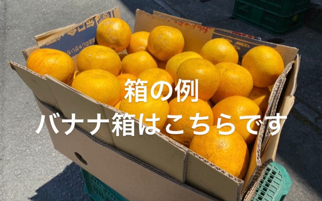 はちべ　愛媛県産　家庭用　愛果28号　柑橘　15kg