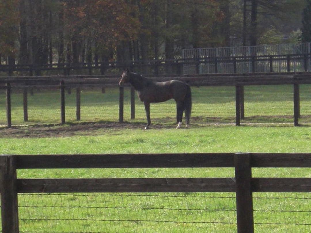 ディープインパクト 尾毛 馬毛 【本物】値下げOK