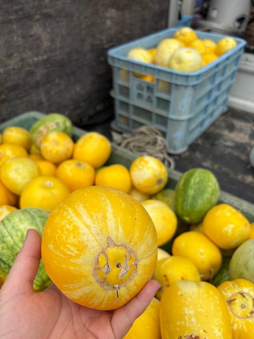 マクワウリ　食感も良く甘いです