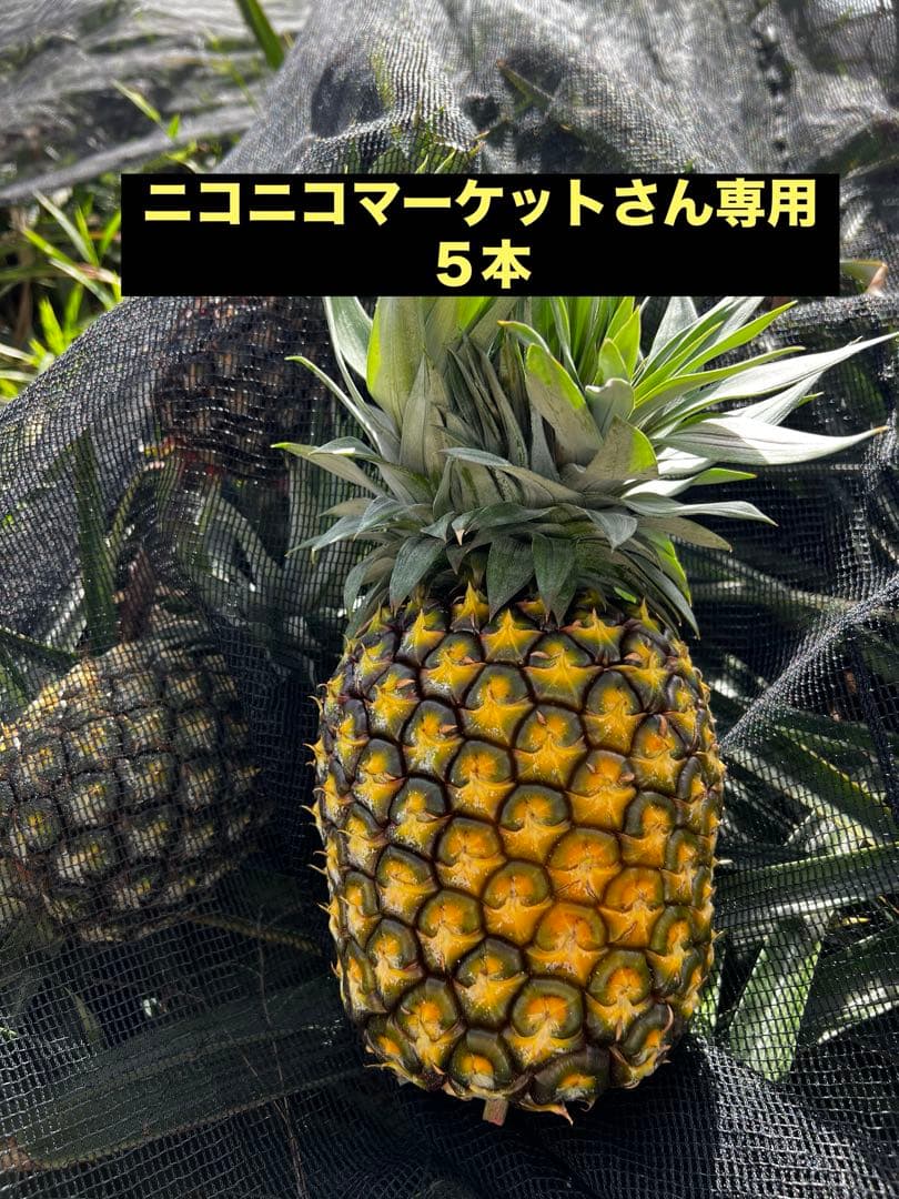 沖縄県石垣島産　バレル５本