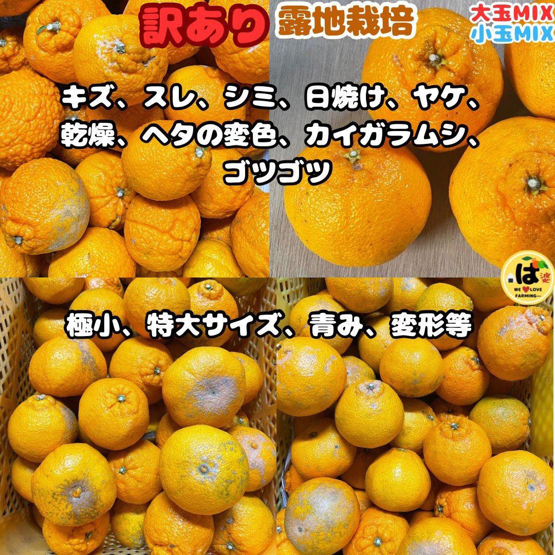 ※確認用　訳あり　大玉MIX箱込み9.5kg以上【露地栽培　不知火　デコポン】