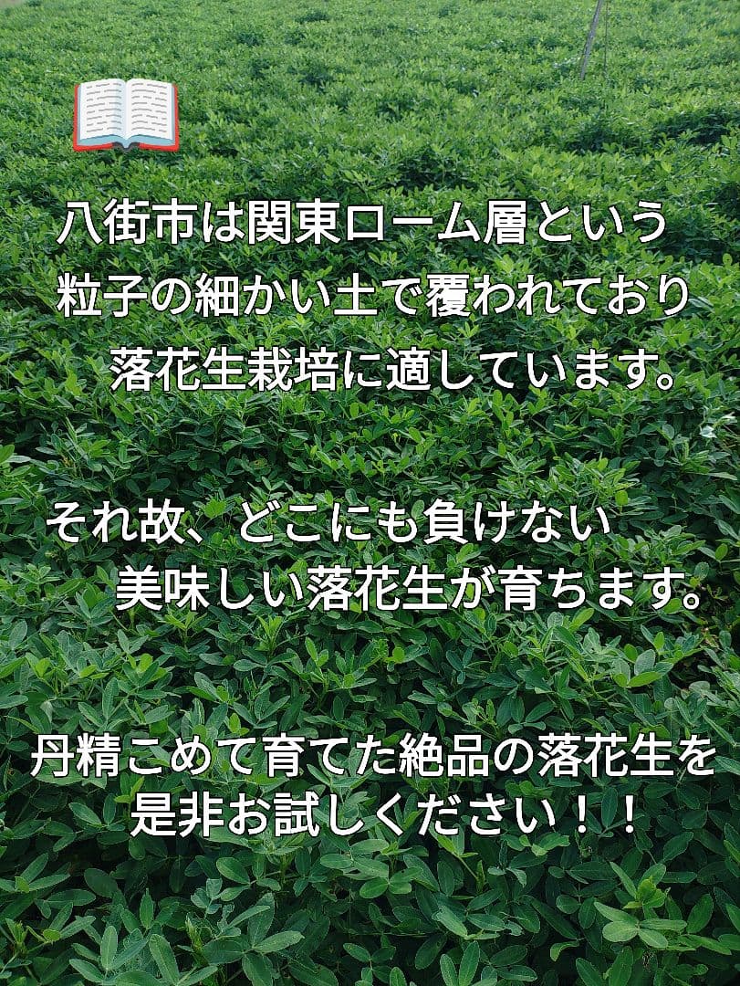 千葉県　八街産　掘りたて　おおまさり　生落花生　10Kg