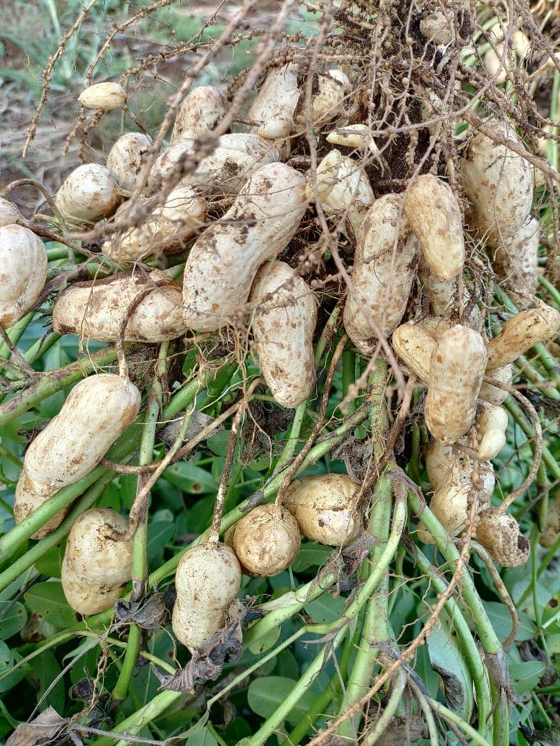 千葉県　八街産　掘りたて　おおまさり　生落花生　10Kg