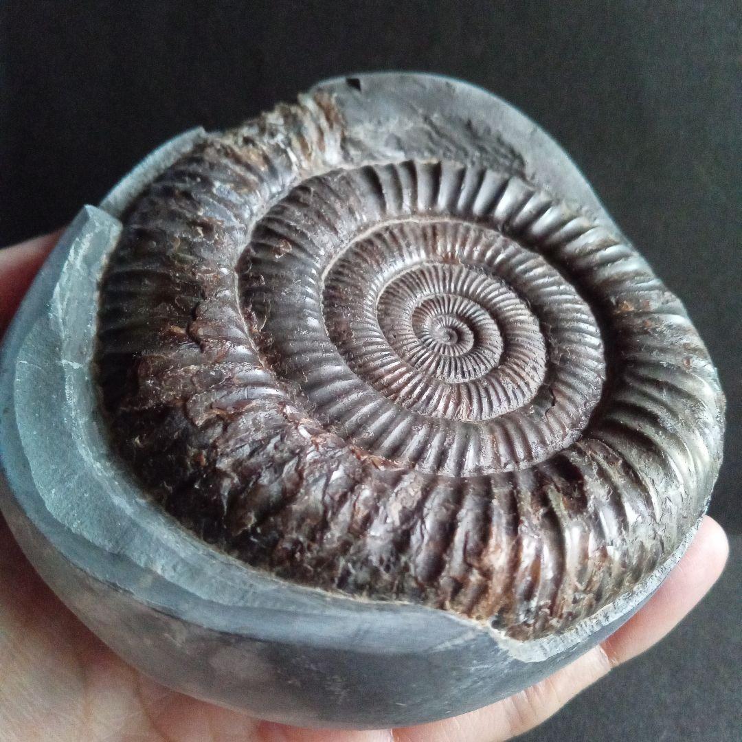 イギリス産　ジュラ紀　アンモナイト　特大　88m　美麗標本