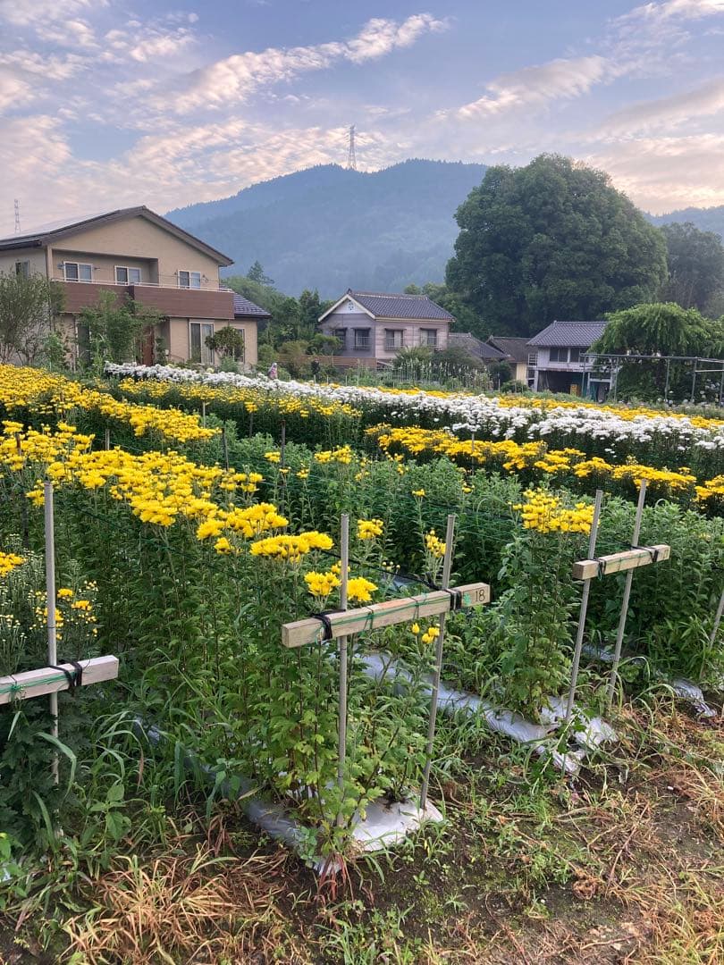 残り3個　訳あり　丸干し芋 生産農家だからできると〜てもお得‼️ な大箱売11kg