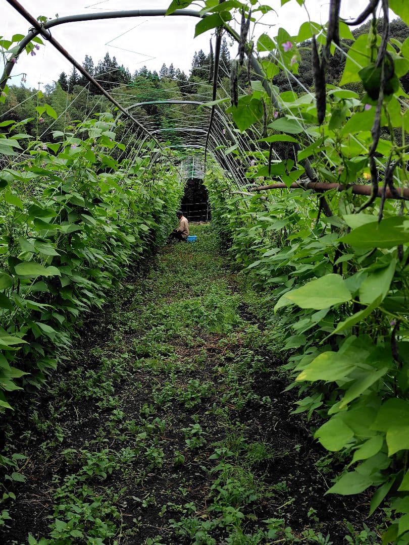 霜降りインゲン