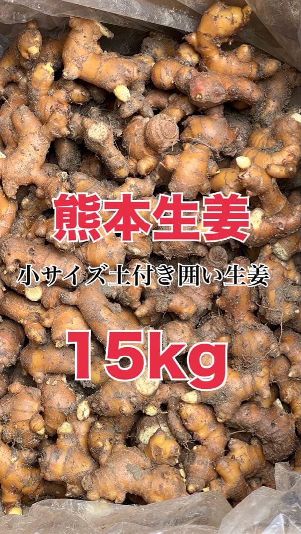 熊本生姜 土付き囲い生姜 1 5kg
