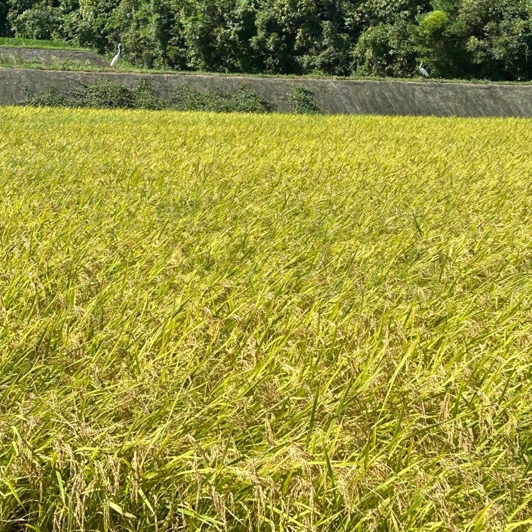 １. 令和７年度 香川県産(讃岐米) コシヒカリ 玄米10kg １袋