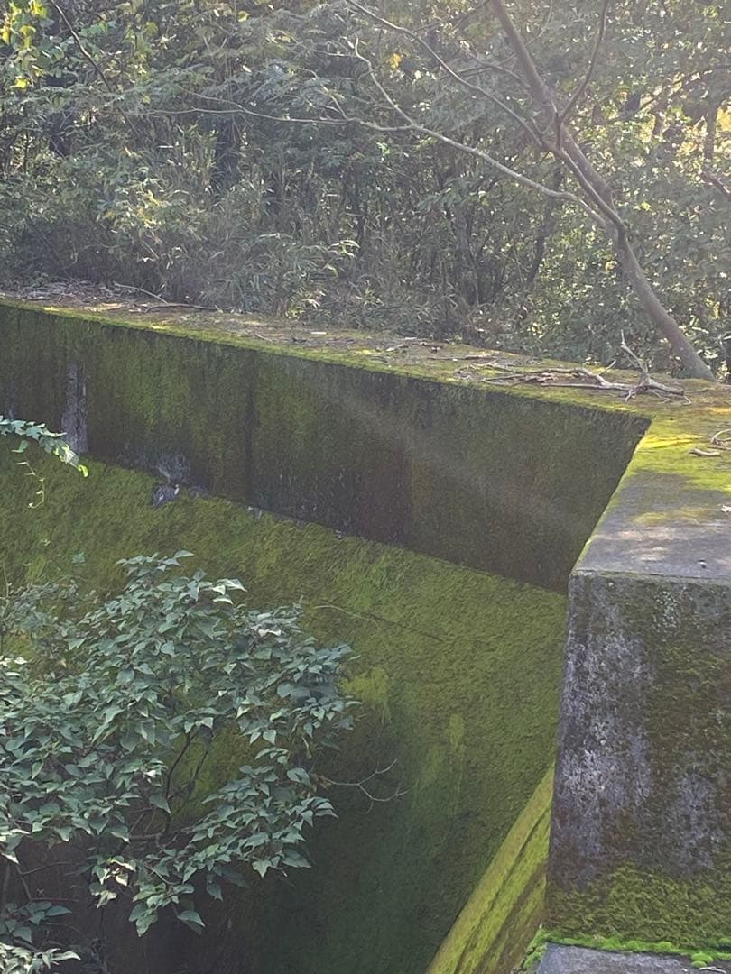 はちみつ　日本蜜蜂のハチミツ　巣箱違いの蜂蜜　奥山の奥