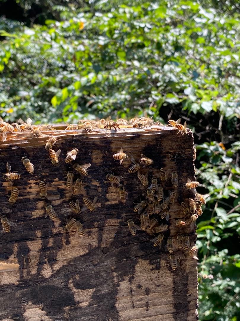 はちみつ　日本蜜蜂のハチミツ　巣箱違いの蜂蜜　奥山の奥